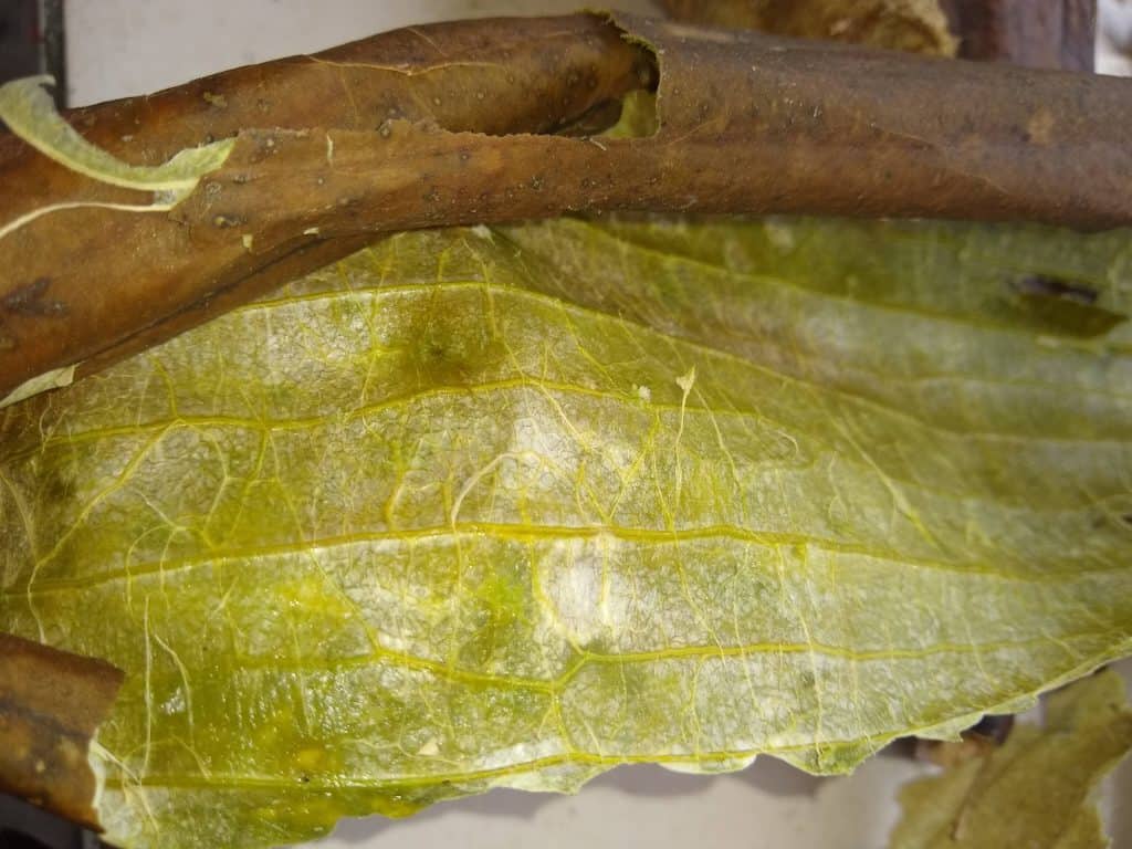 How and when to harvest home luffa (loofah) sponges | Grow Where You Sow