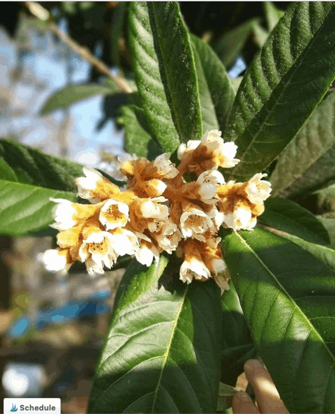 What are loquats? | Grow Where You Sow
