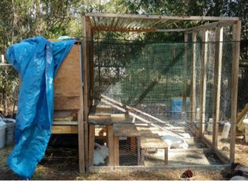 Raising meat rabbits: Colony vs hutch | Grow Where You Sow