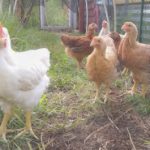 Dixie Rainbow Chickens: Dual-purpose chicken | Grow Where You Sow